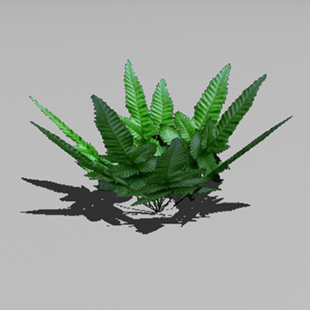 3d Fern Plant