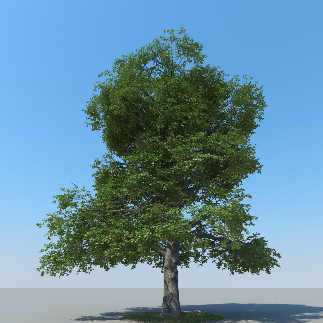 Realistic Maple Tree 3d Model