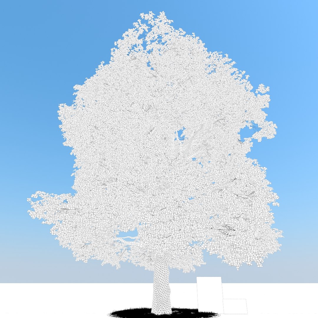 Realistic Maple Tree 3d Model