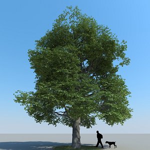 3d realistic maple trees autumn model