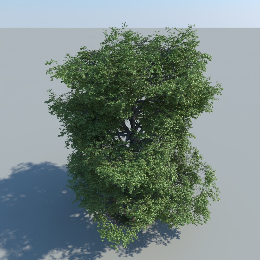 Realistic Maple Tree 3d Model