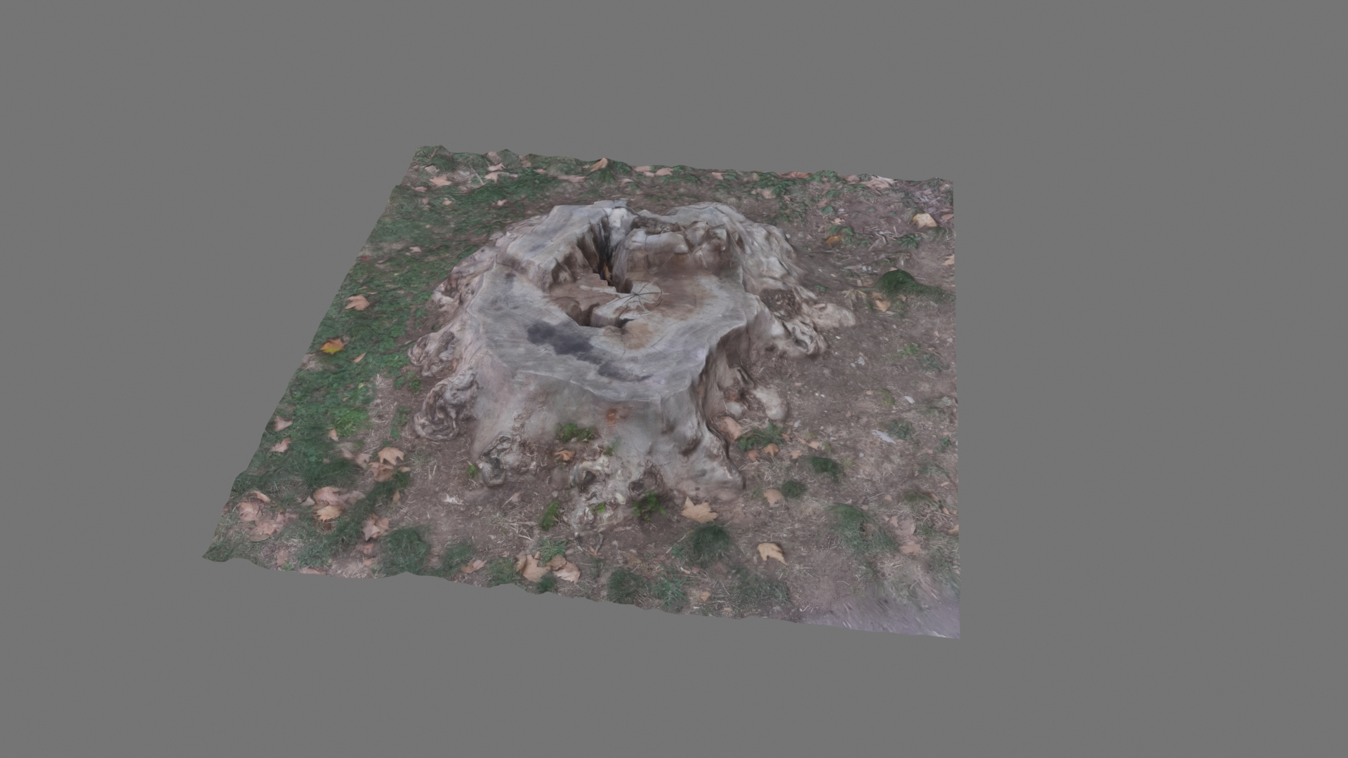 Trunk Scan 3D Model - TurboSquid 1607108