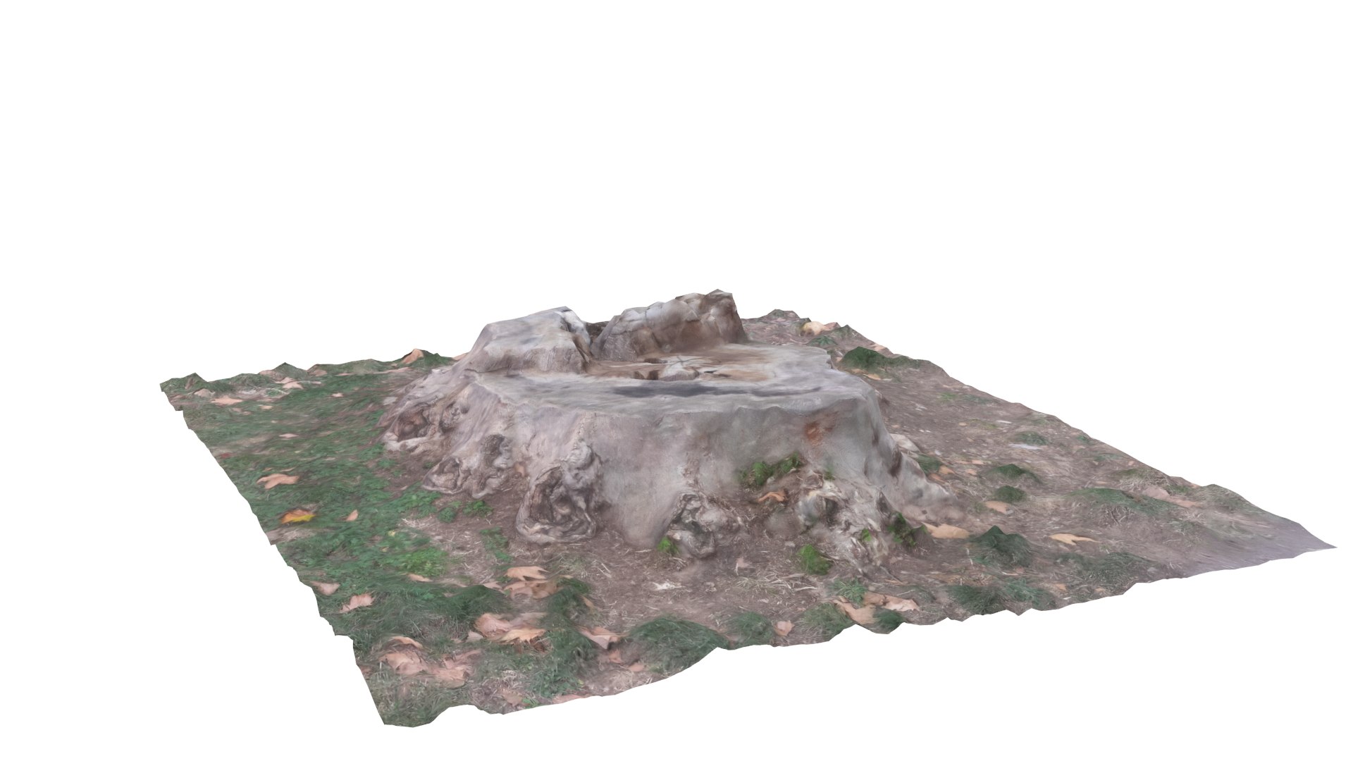 Trunk Scan 3D Model - TurboSquid 1607108