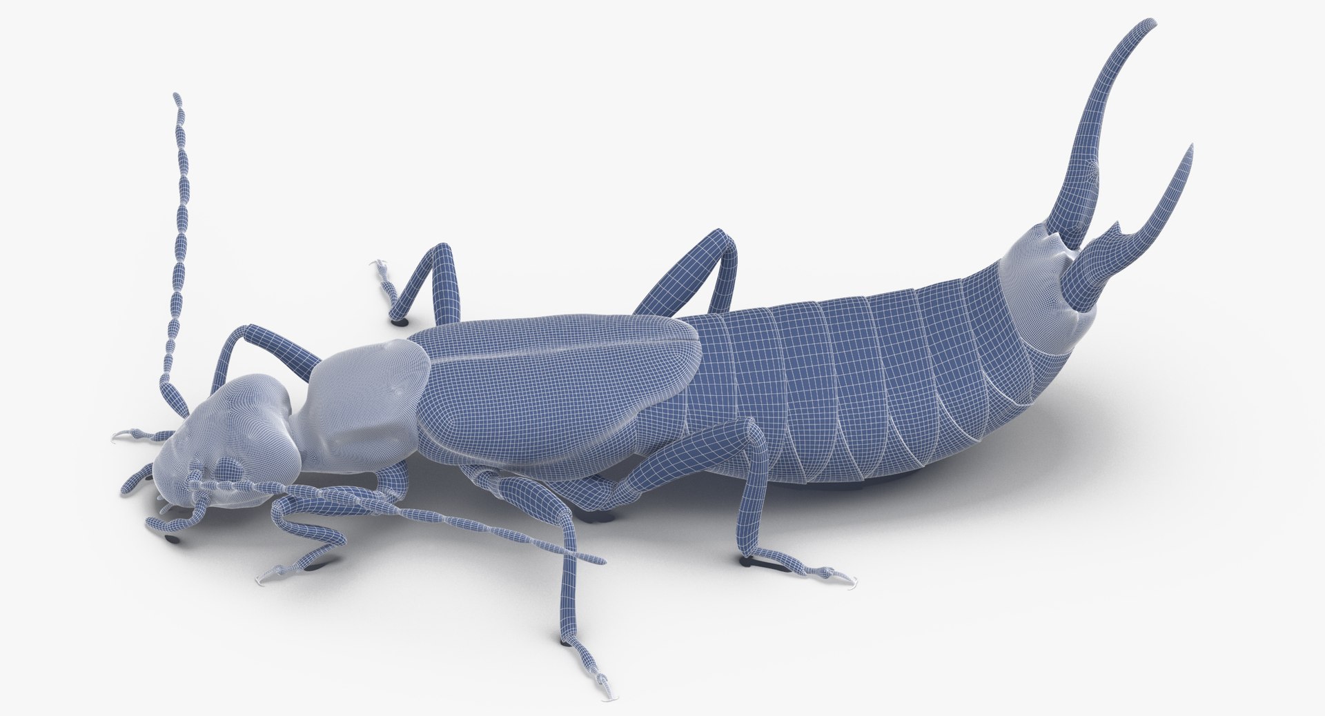 3D earwig walking - TurboSquid 1375541