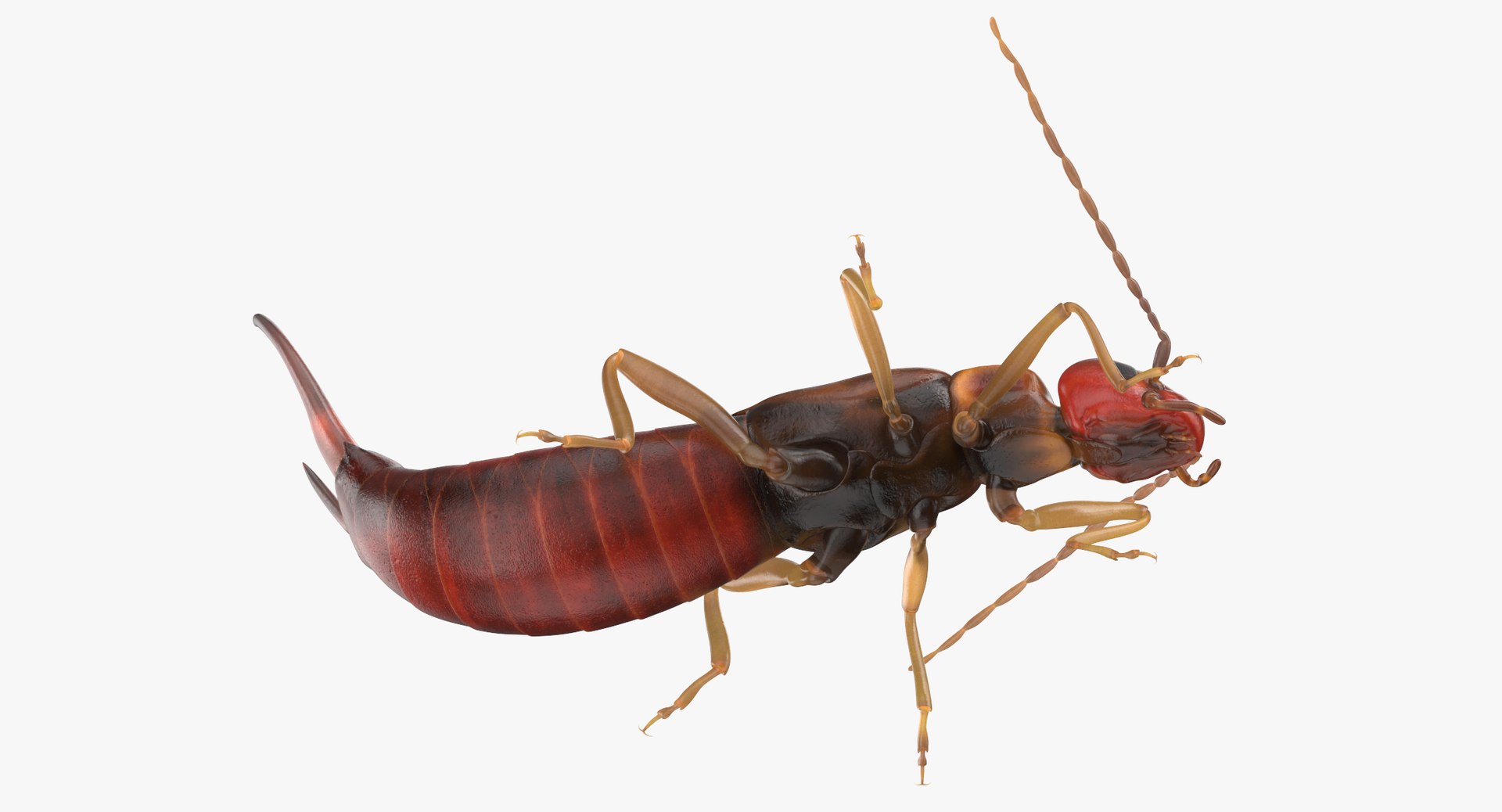 3D earwig walking - TurboSquid 1375541