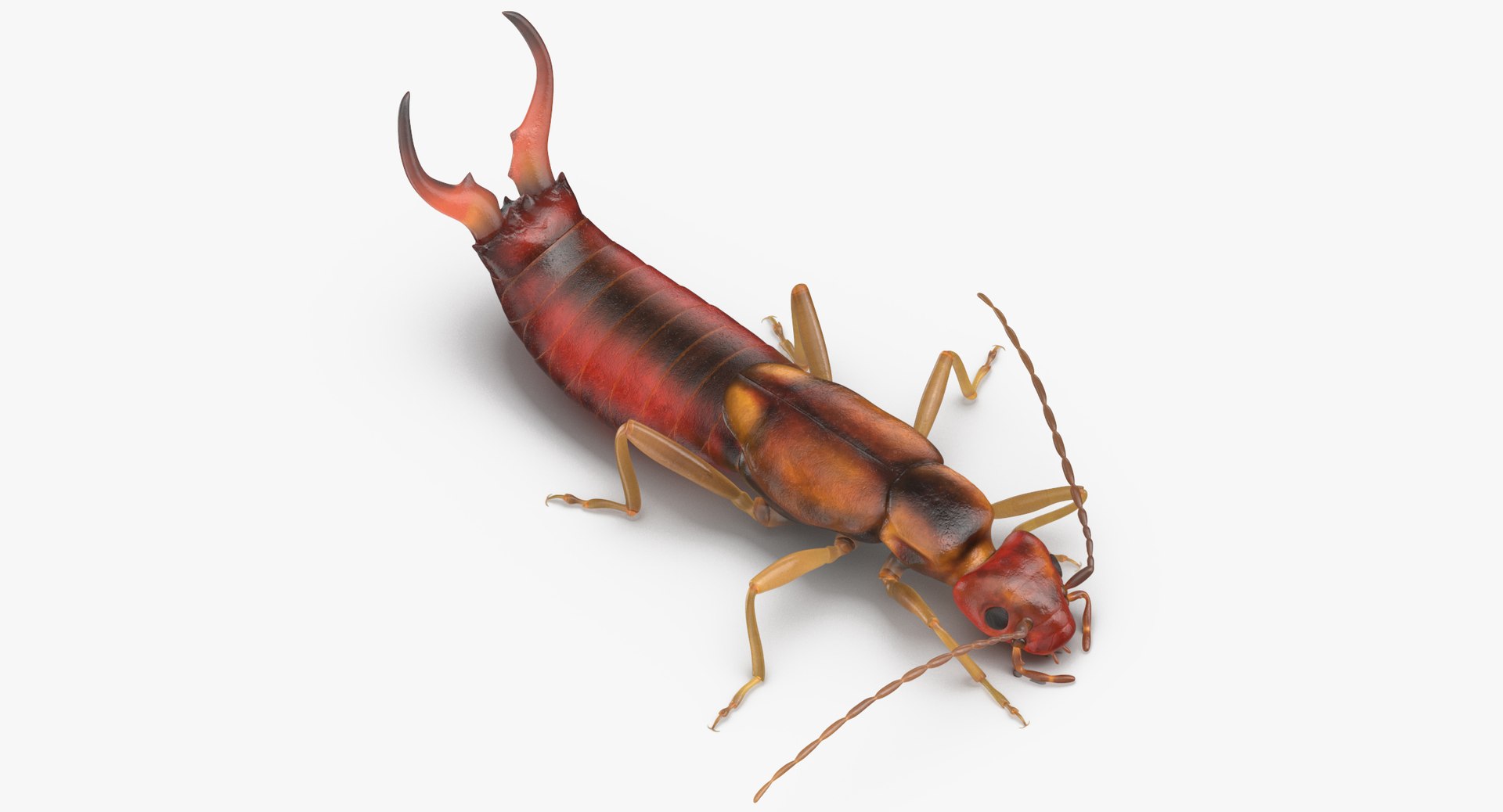 3D earwig walking - TurboSquid 1375541