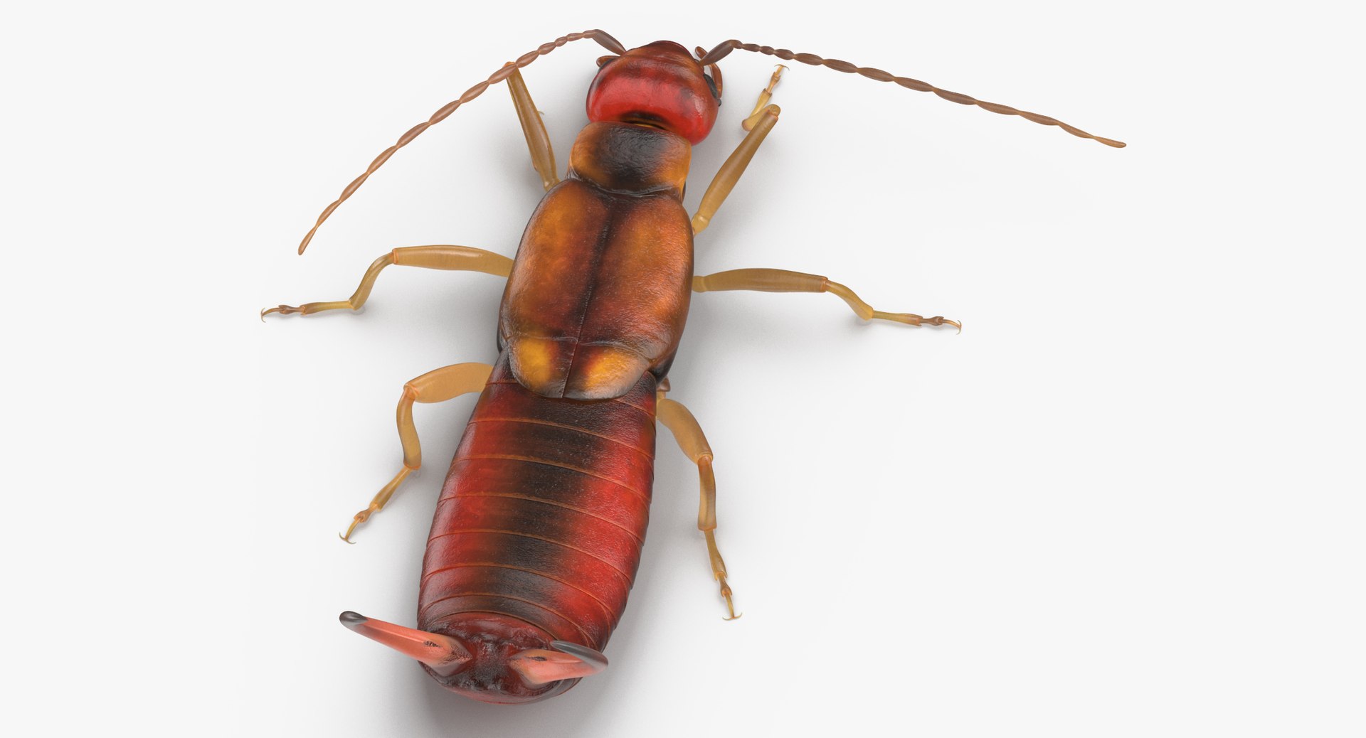 3D earwig walking - TurboSquid 1375541
