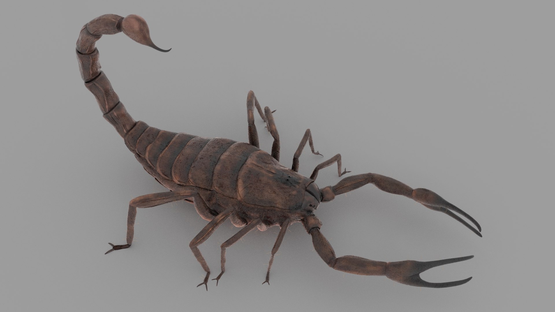 3D SCORPION 3D MODEL REALTIME - TurboSquid 2173287