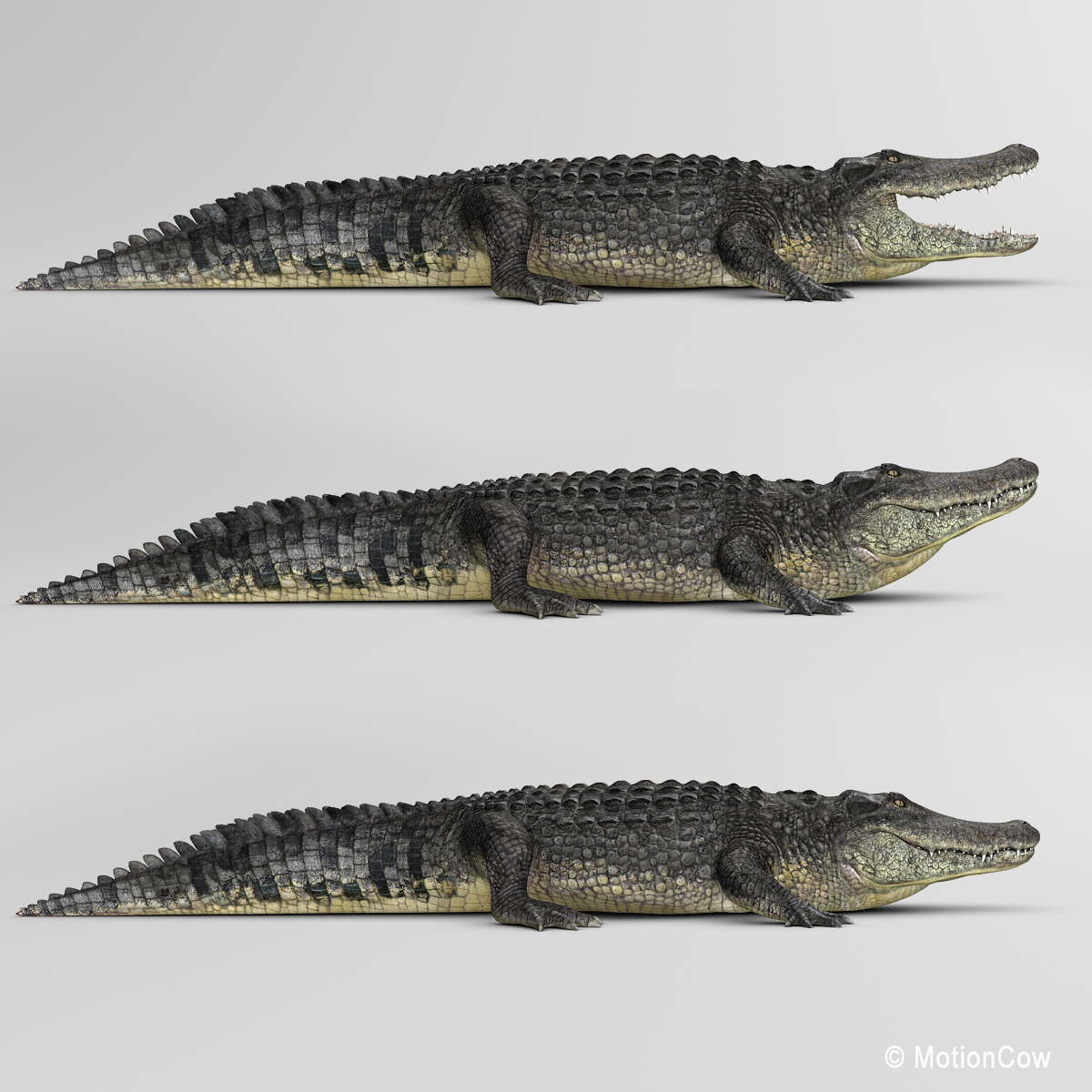 3d realistic alligator