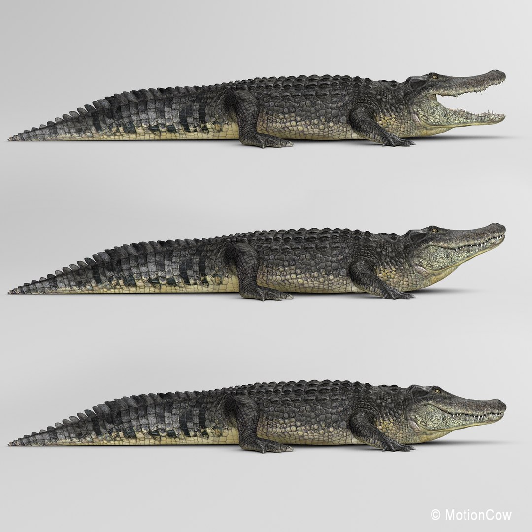 3d Realistic Alligator