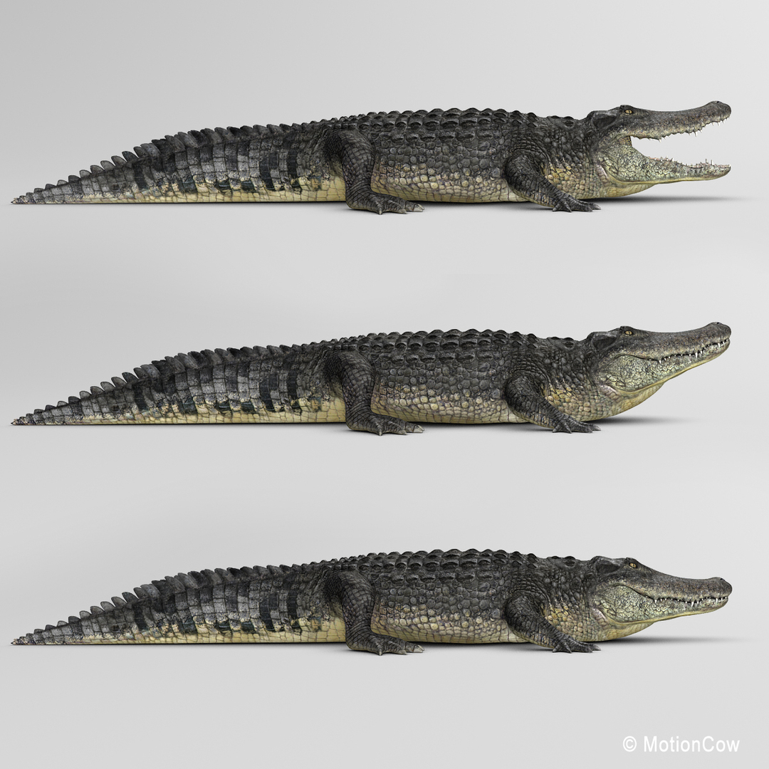 3d realistic alligator