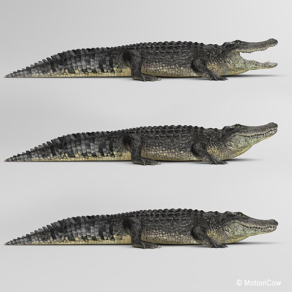3d realistic alligator