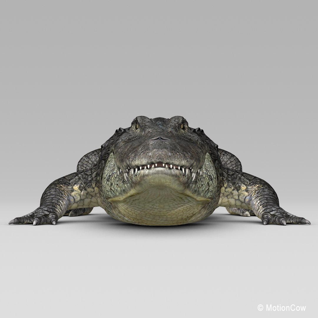 3d realistic alligator