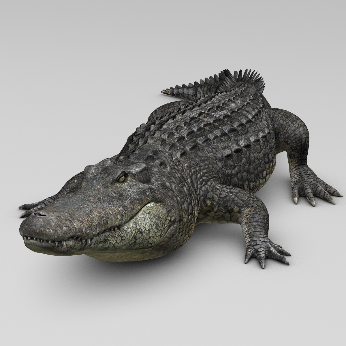 3d realistic alligator