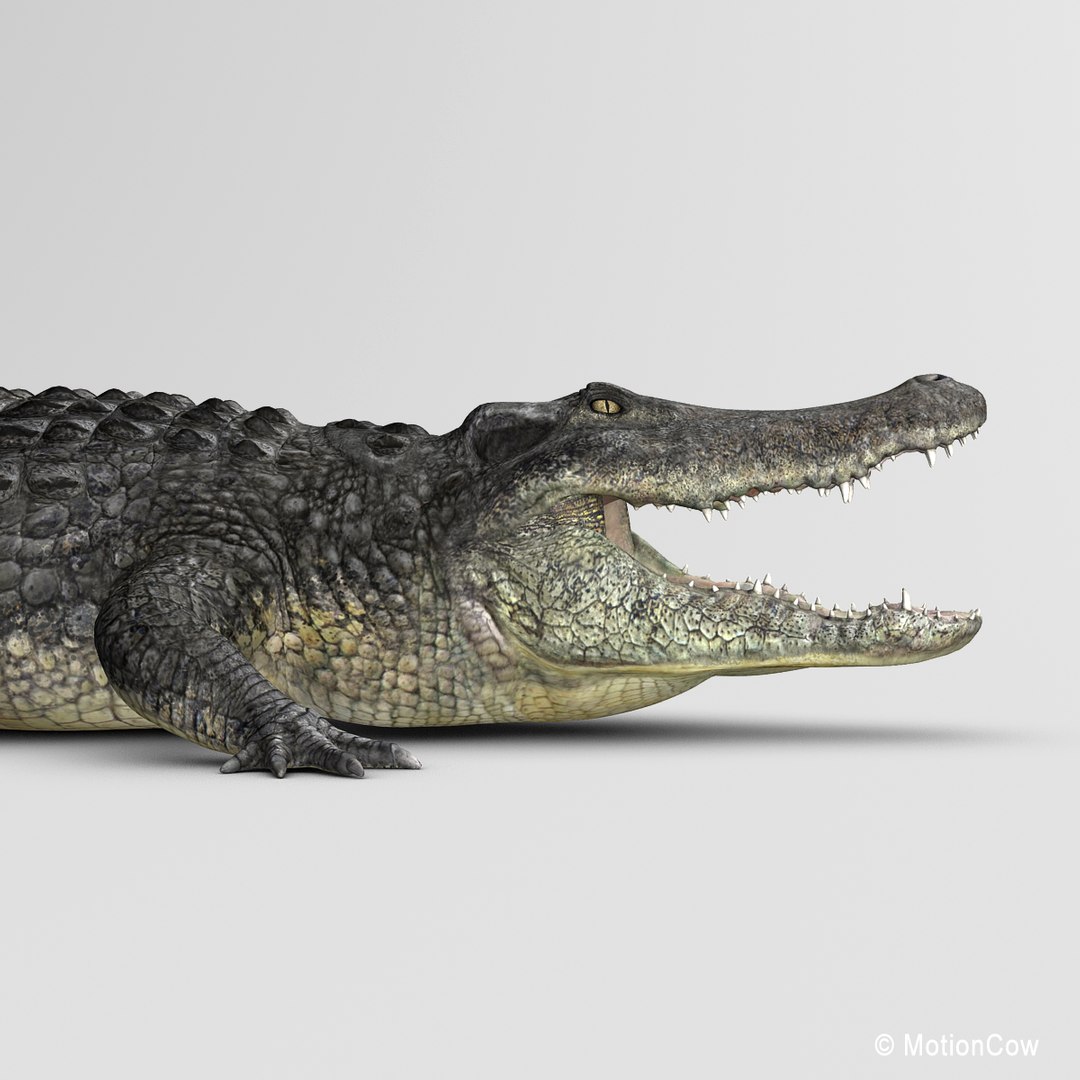 3d Realistic Alligator