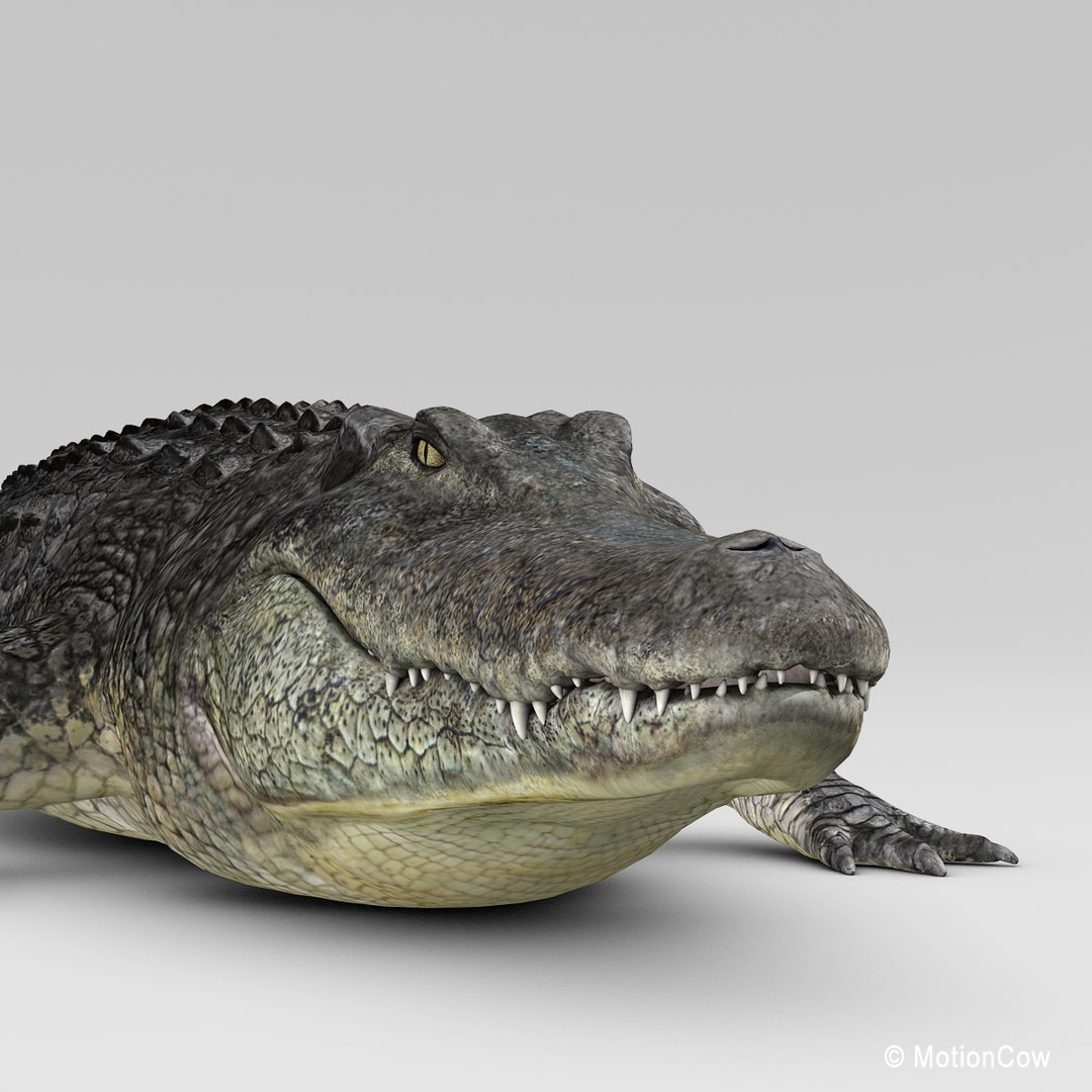 3d Realistic Alligator