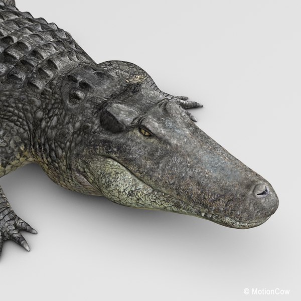 3d realistic alligator