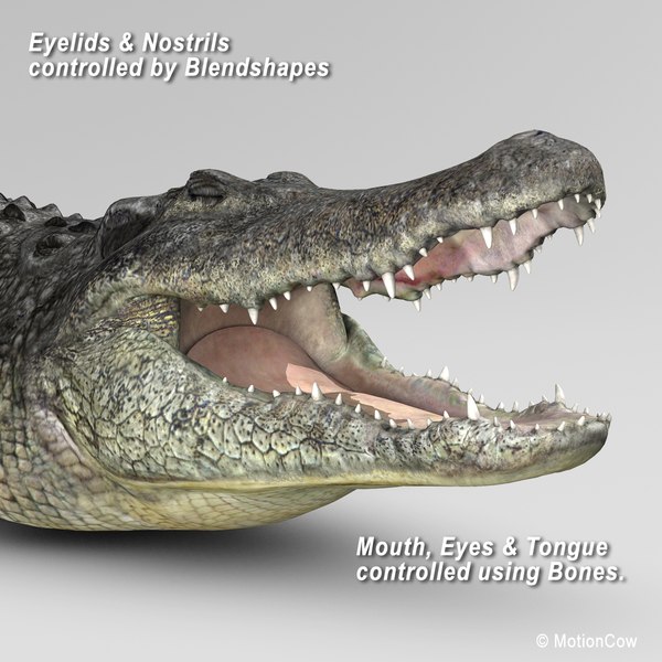 3d realistic alligator
