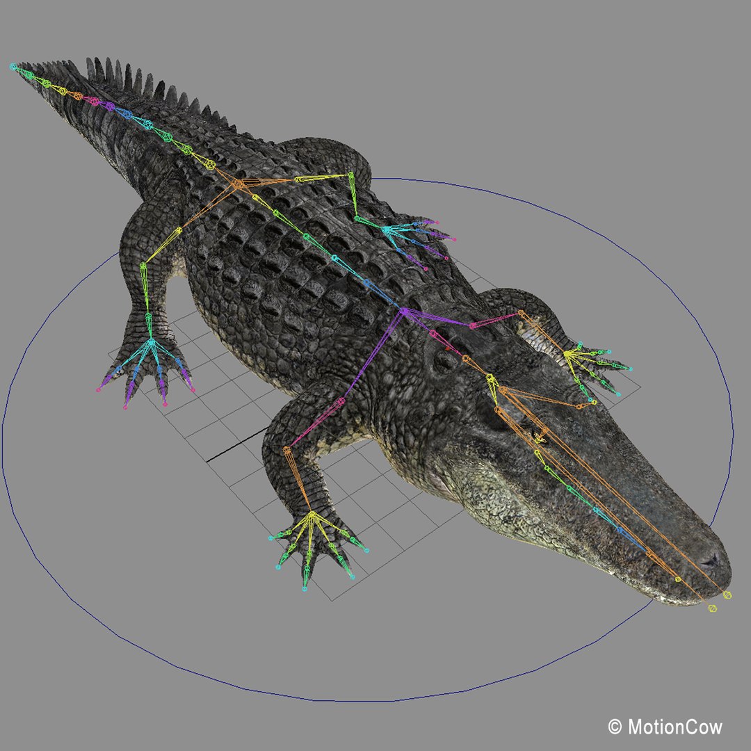 3d realistic alligator