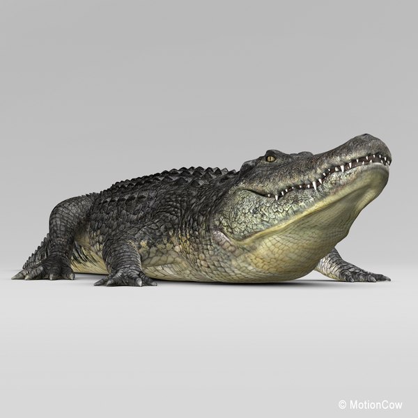3d realistic alligator
