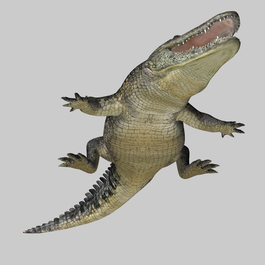 3d realistic alligator