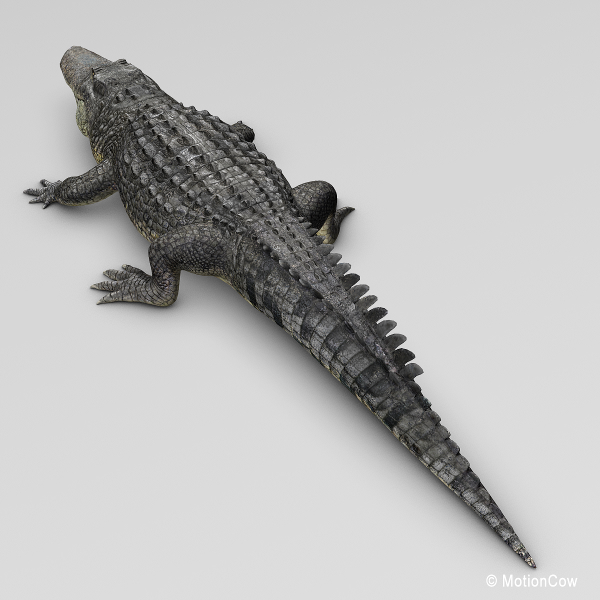 3d realistic alligator