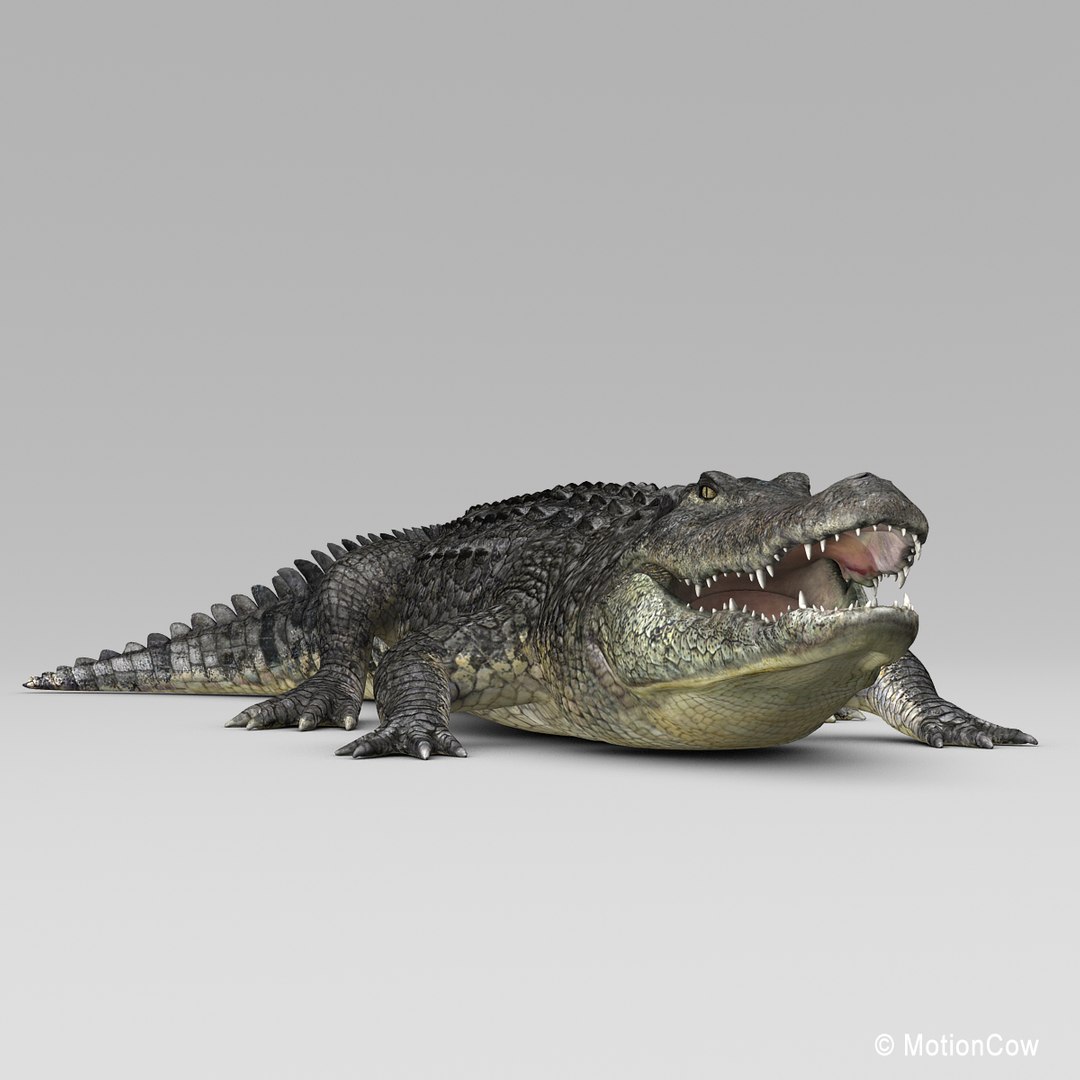 3d realistic alligator