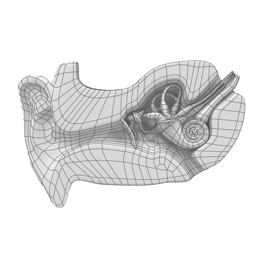 3ds Ear Anatomy