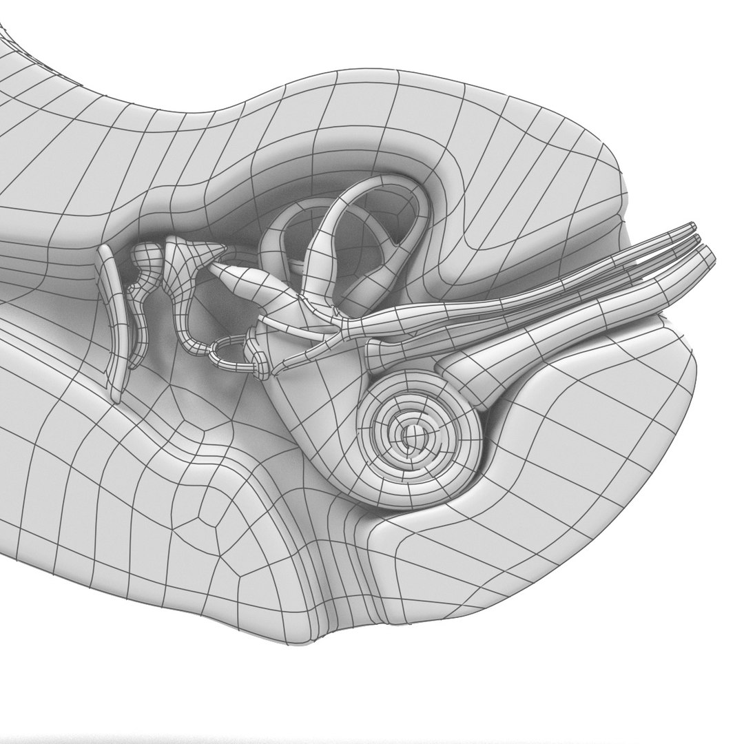 3ds Ear Anatomy