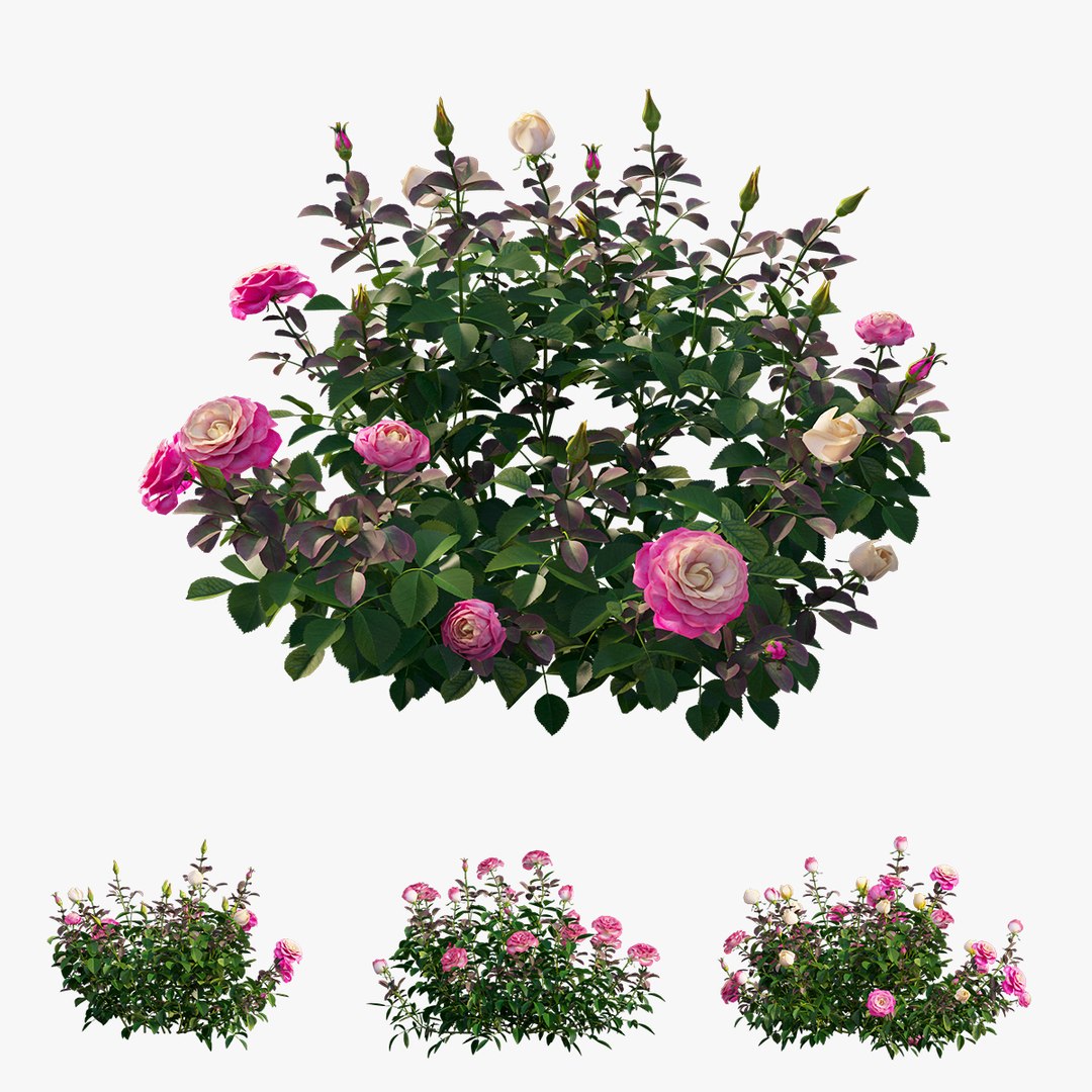 Plant Rose Set 04 3D Model - TurboSquid 1536634