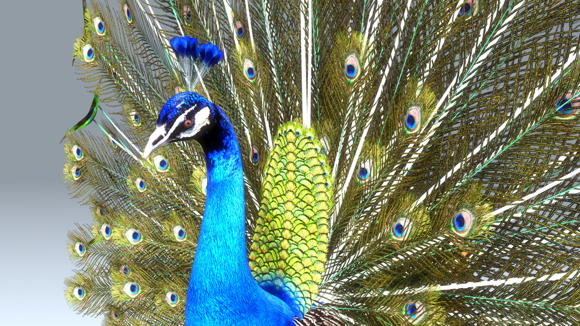 Pavo Peacock Ma