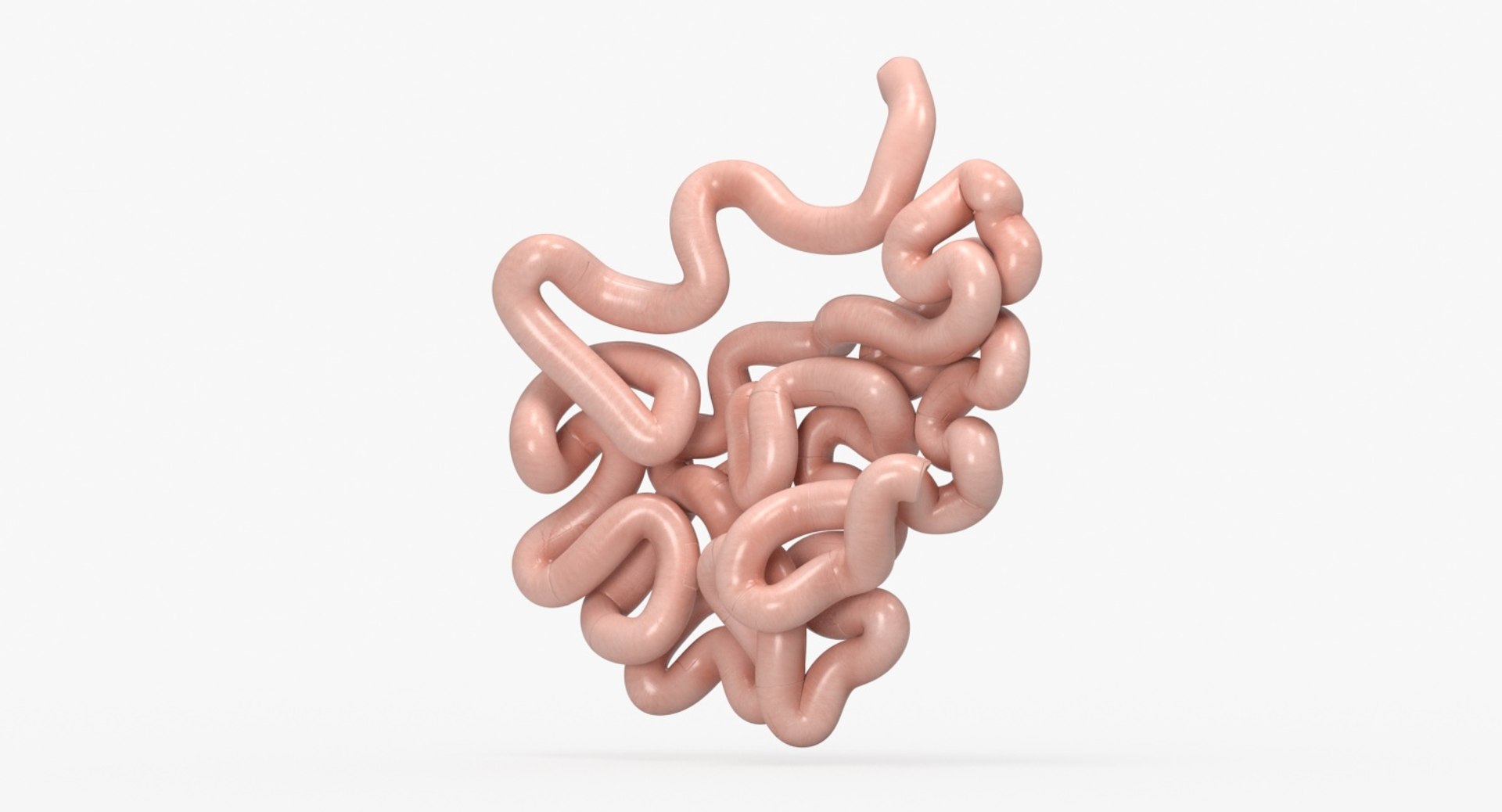 Small Intestine 3D Model - TurboSquid 1382153