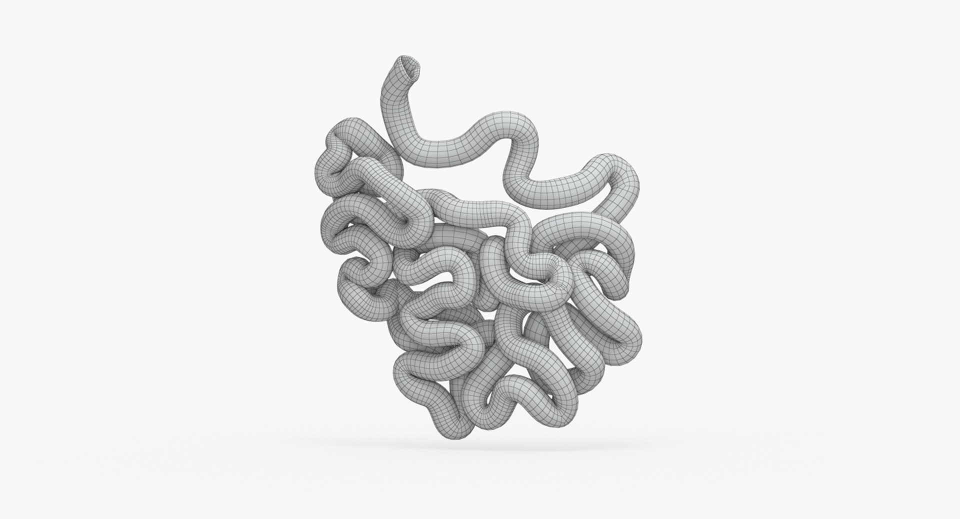 Small Intestine 3D Model - TurboSquid 1382153