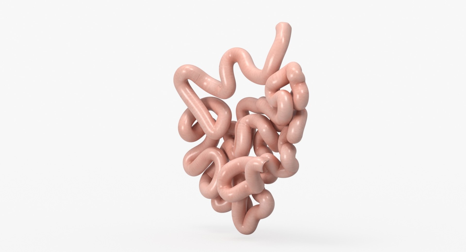 Small Intestine 3D Model - TurboSquid 1382153