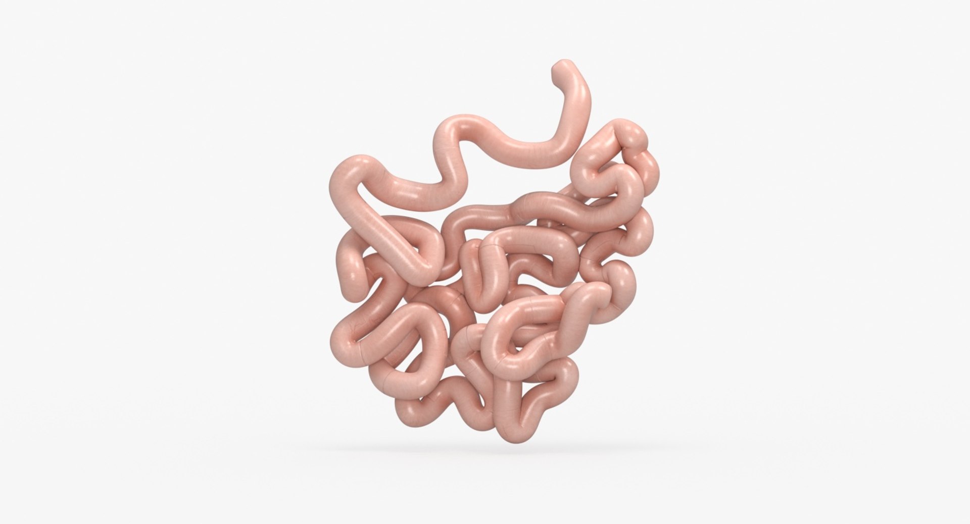 Small Intestine 3D Model - TurboSquid 1382153