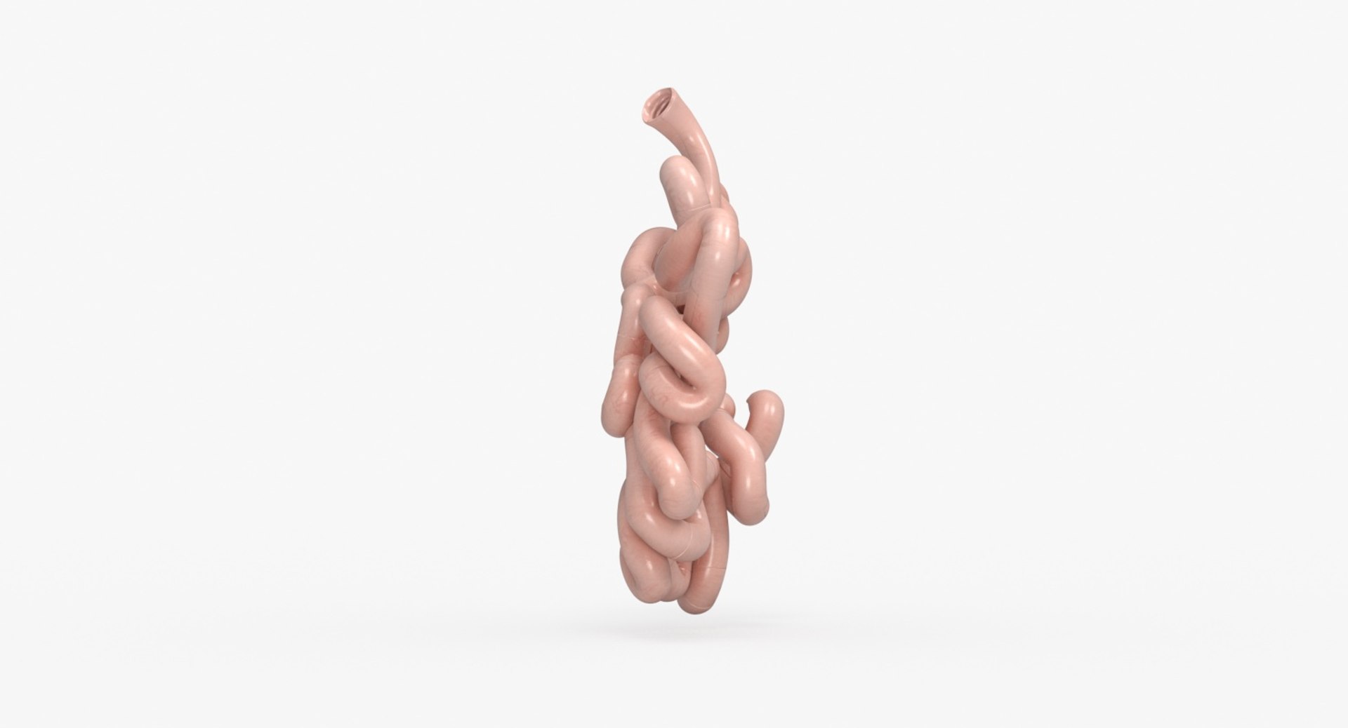 Small Intestine 3D Model - TurboSquid 1382153