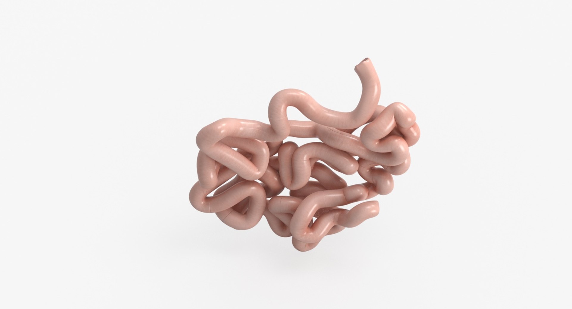 Small Intestine 3D Model - TurboSquid 1382153