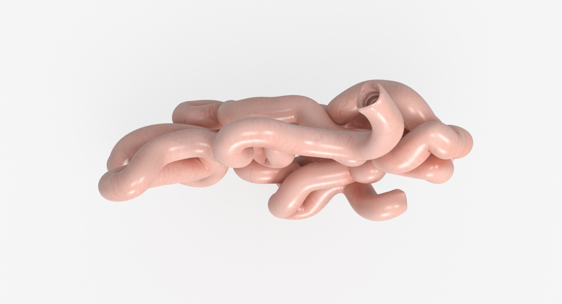 Small Intestine 3D Model - TurboSquid 1382153