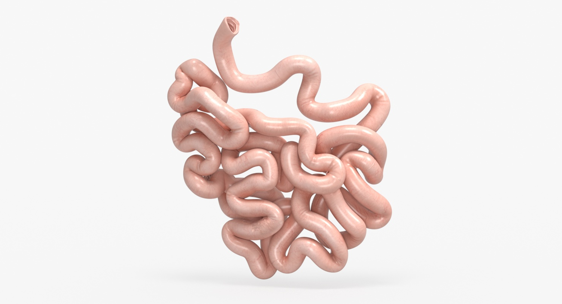 Small Intestine 3D Model - TurboSquid 1382153