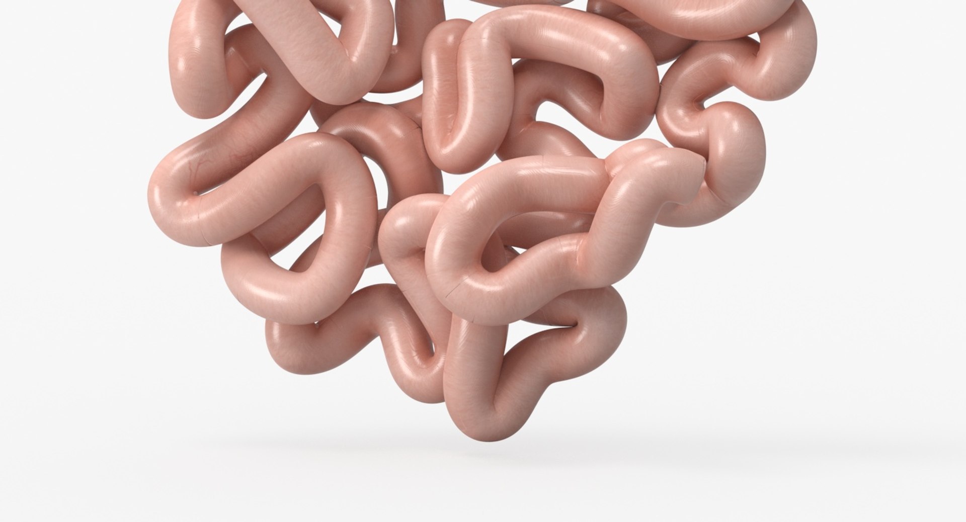 Small Intestine 3D Model - TurboSquid 1382153