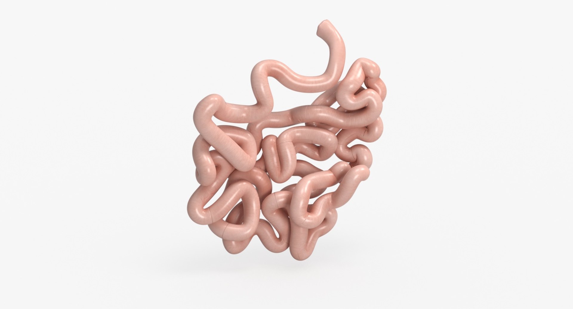 Small Intestine 3D Model - TurboSquid 1382153