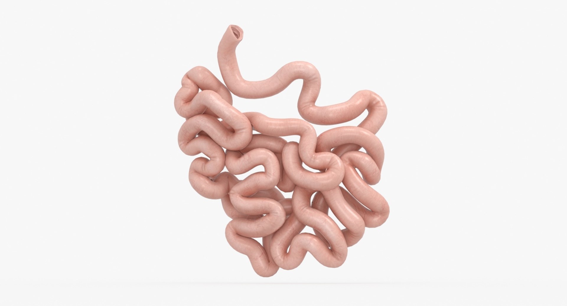Small Intestine 3D Model - TurboSquid 1382153