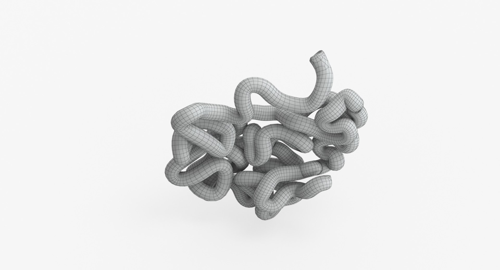 Small Intestine 3D Model - TurboSquid 1382153