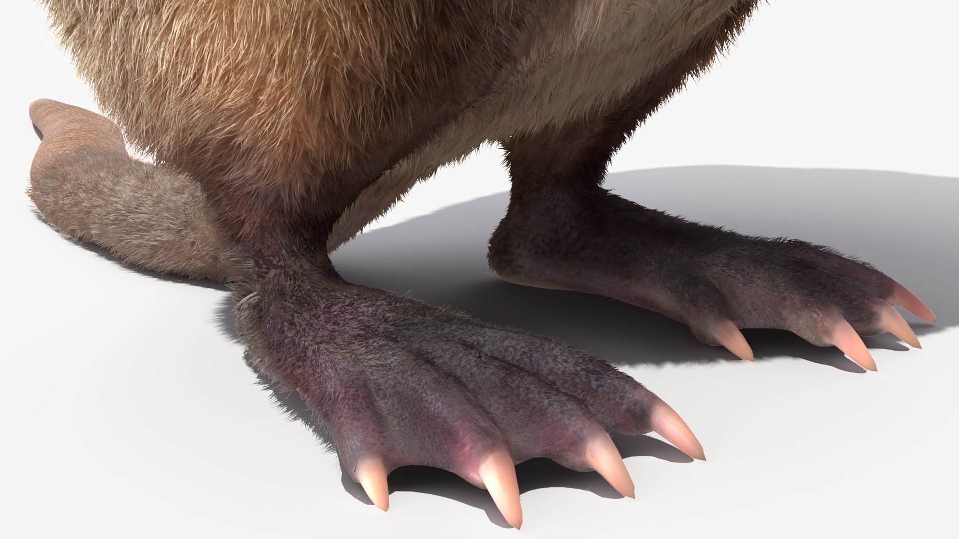 Desmana Moschata Standing Pose Fur 3D Model - TurboSquid 2186337