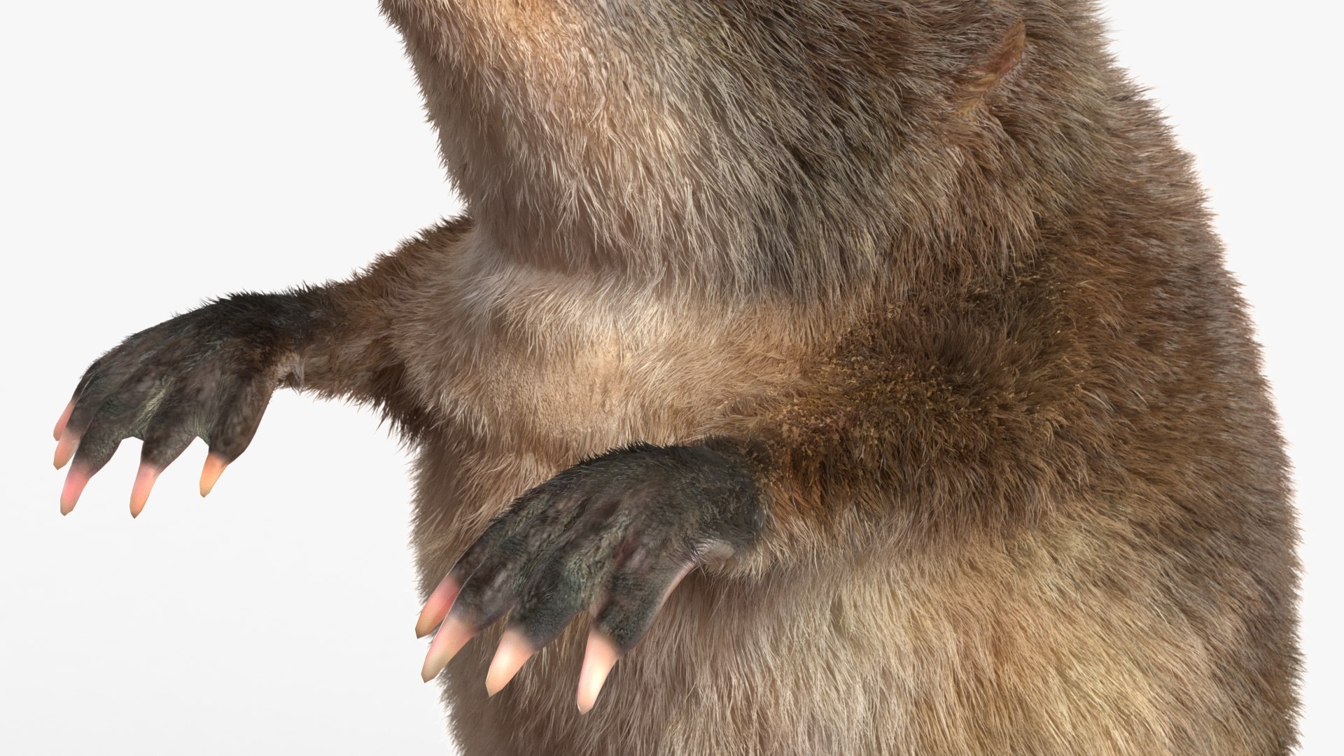 Desmana Moschata Standing Pose Fur 3D Model - TurboSquid 2186337