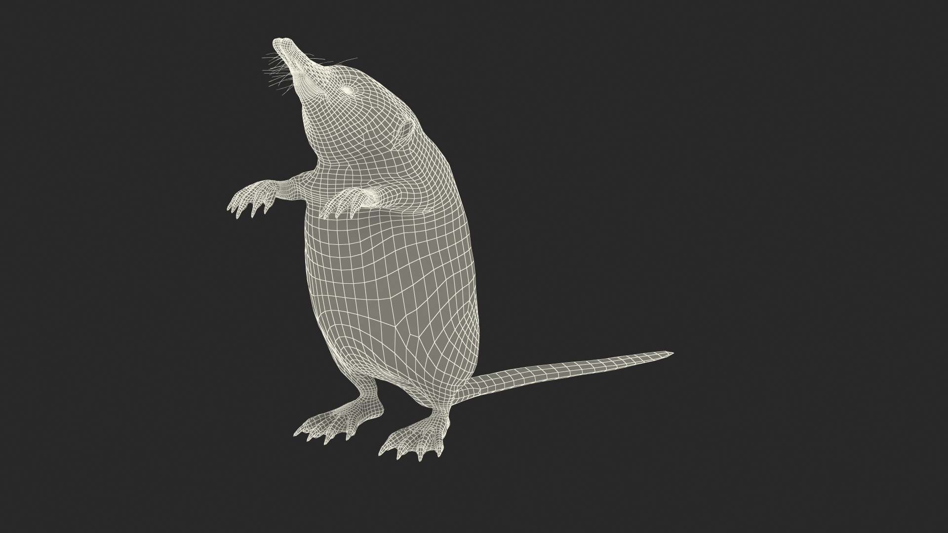 Desmana Moschata Standing Pose Fur 3D Model - TurboSquid 2186337