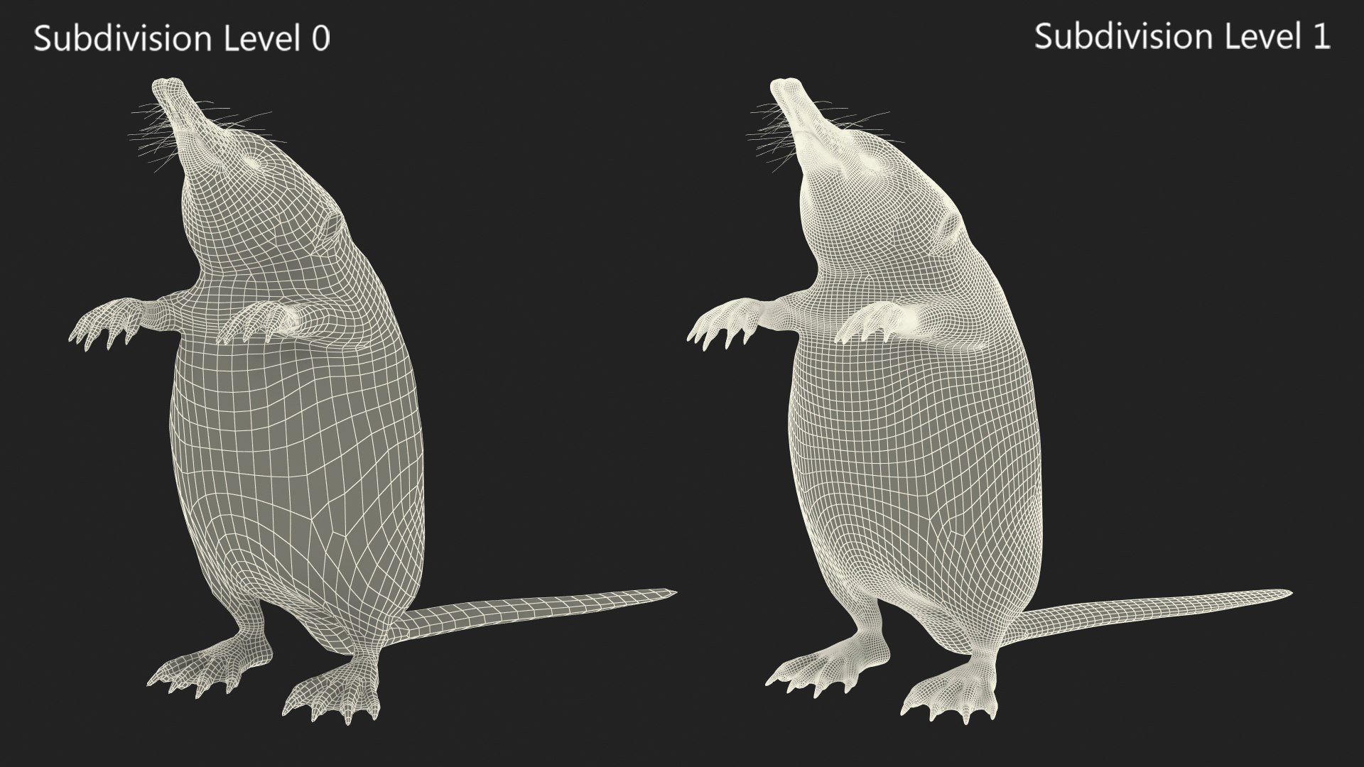 Desmana Moschata Standing Pose Fur 3D Model - TurboSquid 2186337