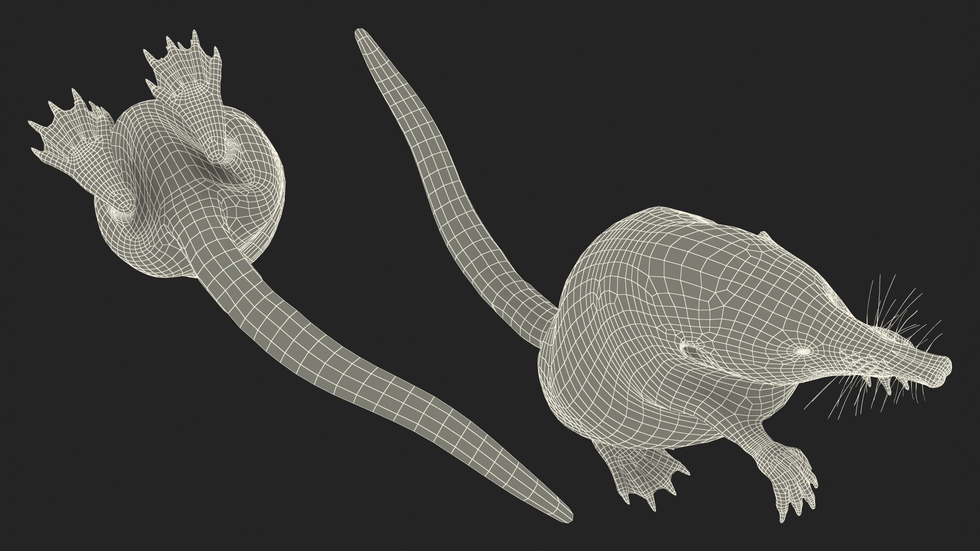 Desmana Moschata Standing Pose Fur 3D Model - TurboSquid 2186337