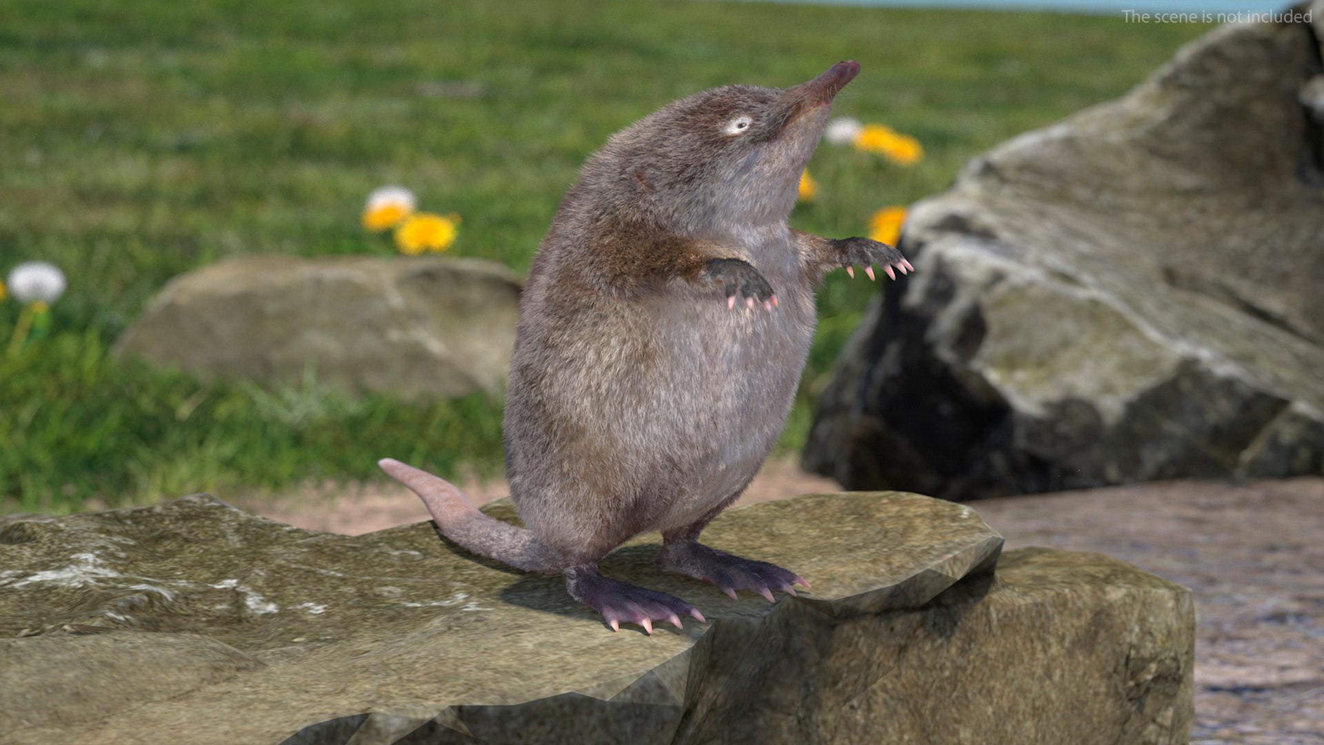 Desmana Moschata Standing Pose Fur 3D Model - TurboSquid 2186337