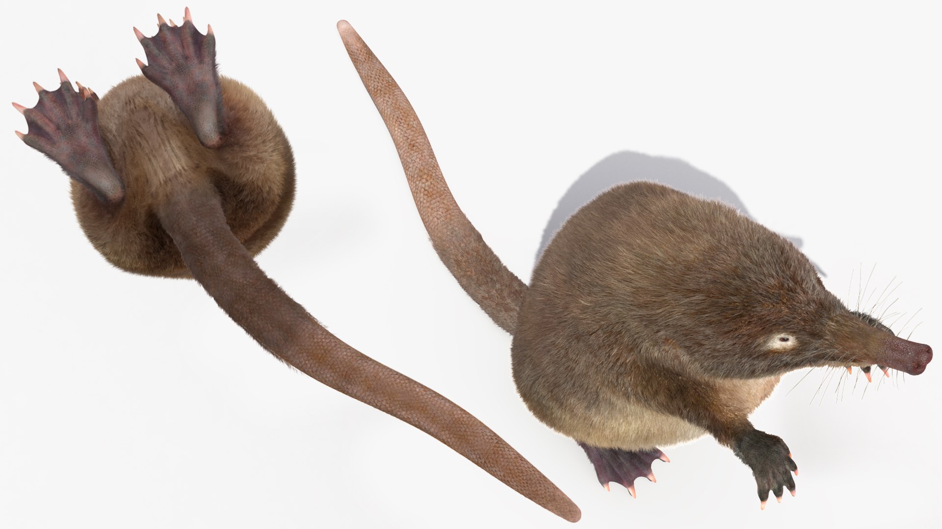 Desmana Moschata Standing Pose Fur 3D Model - TurboSquid 2186337